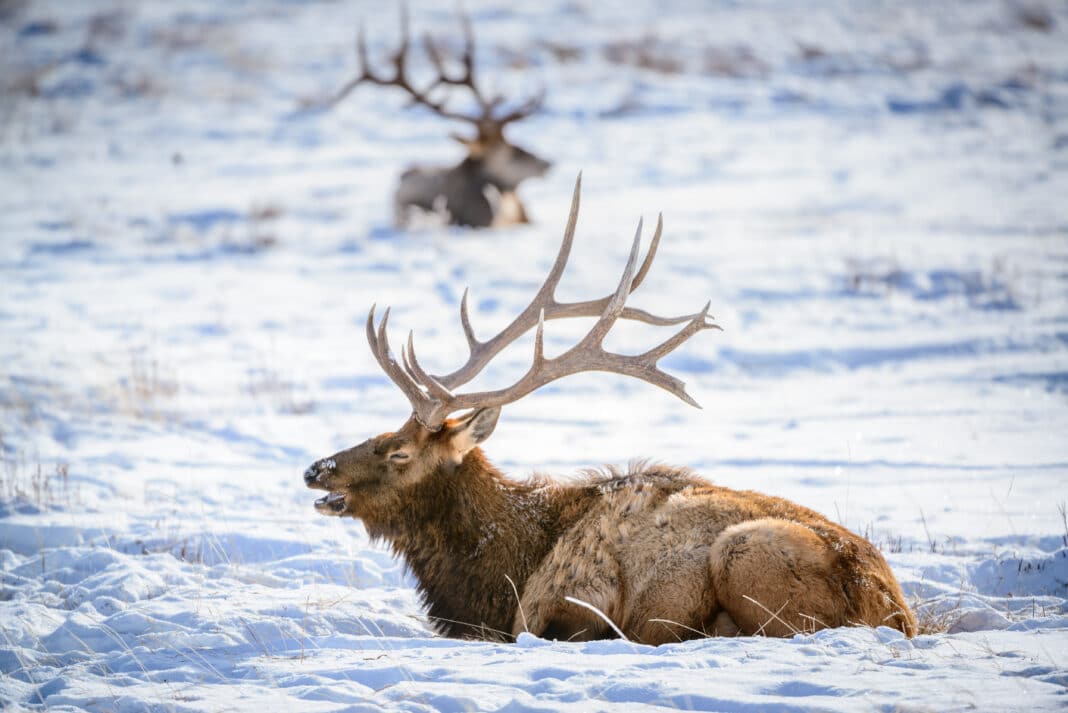 Our Visitor’s Guide to the National Elk Refuge in Jackson Hole ...